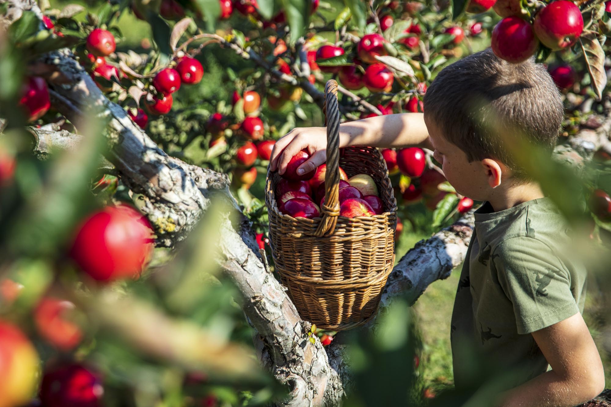 APPLES!!! Castle Farm PYO Orchard - Produced in Kent