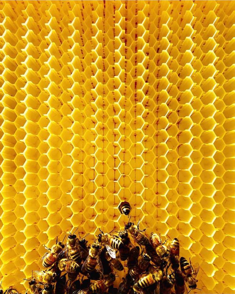 Brogdale gets ready for the sun! - Produced in Kent