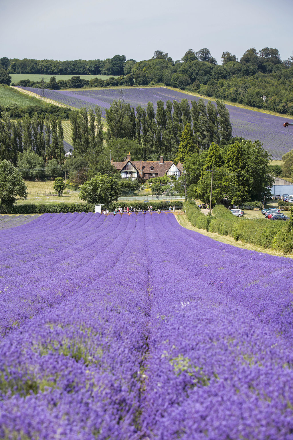 Lavender Season Events at Castle Farm - Tickets Now Live! - Produced in ...
