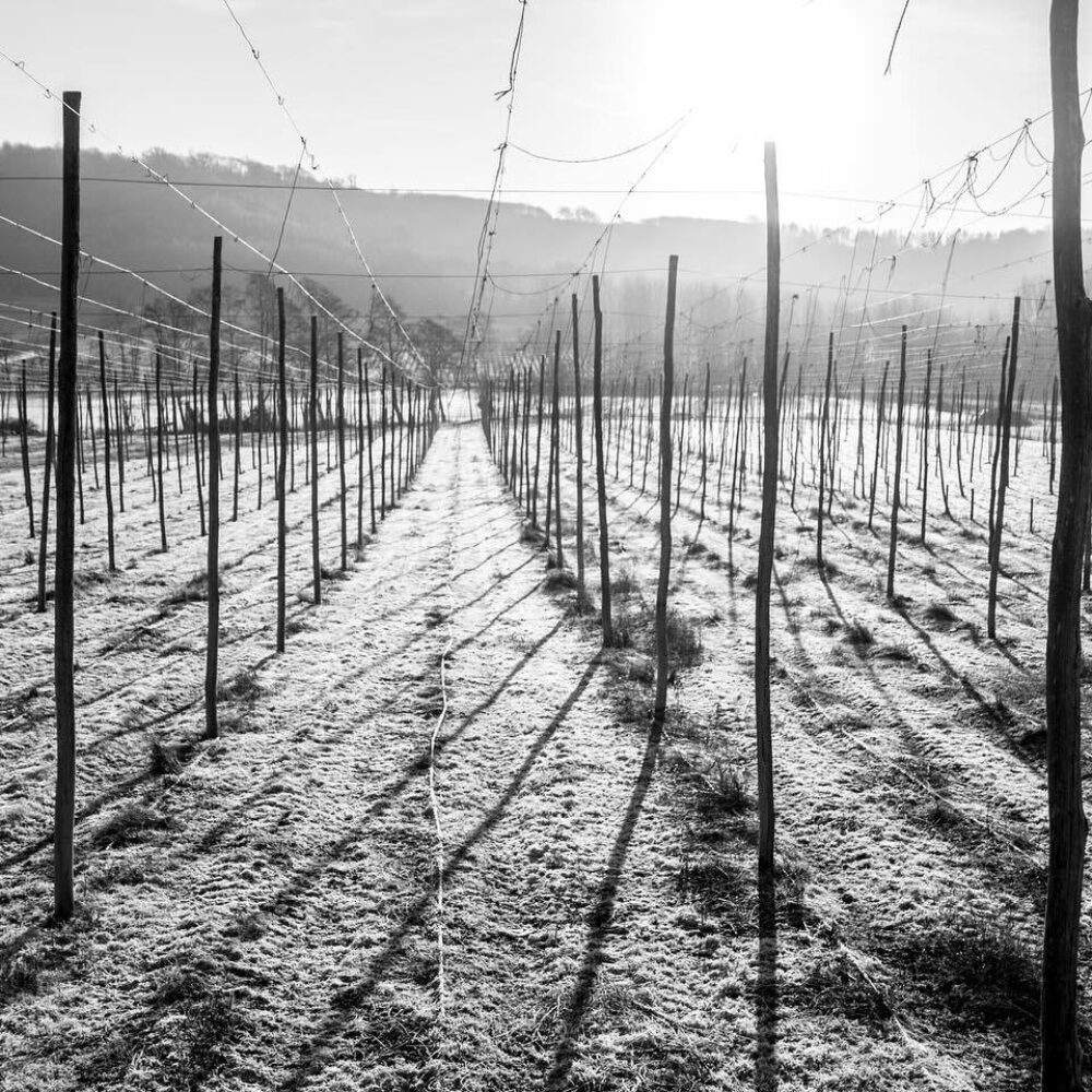 Winter Hop Gardens - Produced in Kent