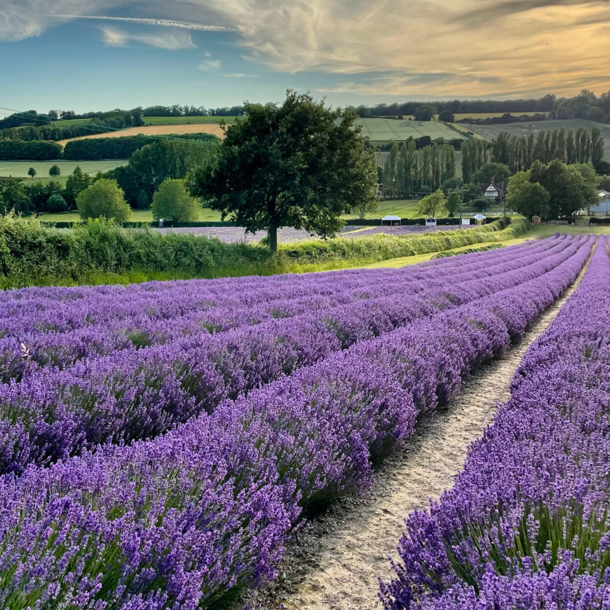 New - Produced in Kent