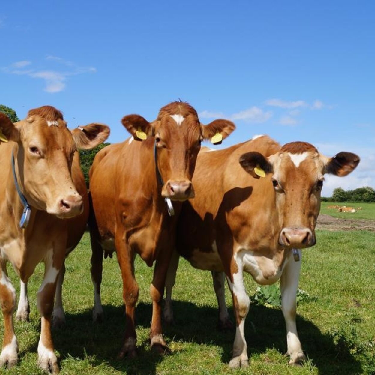 W.G. & T.A. Manford, Hinxden Farm Dairy - Produced in Kent