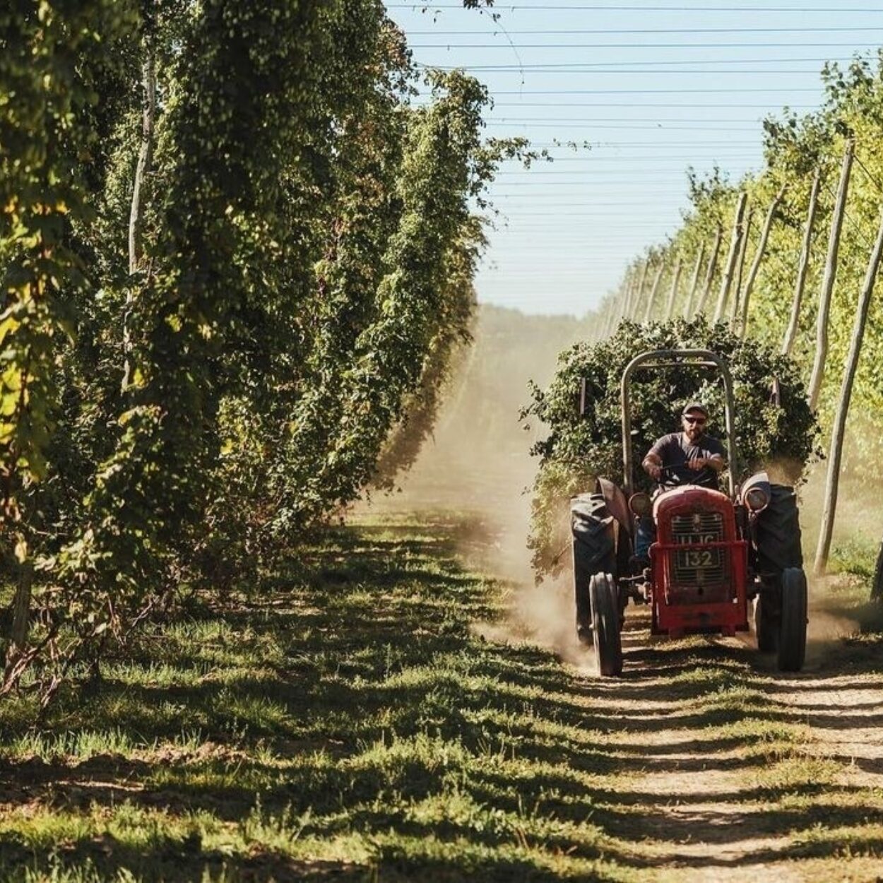 “Musket” to try Green Hop Beer! - Produced in Kent