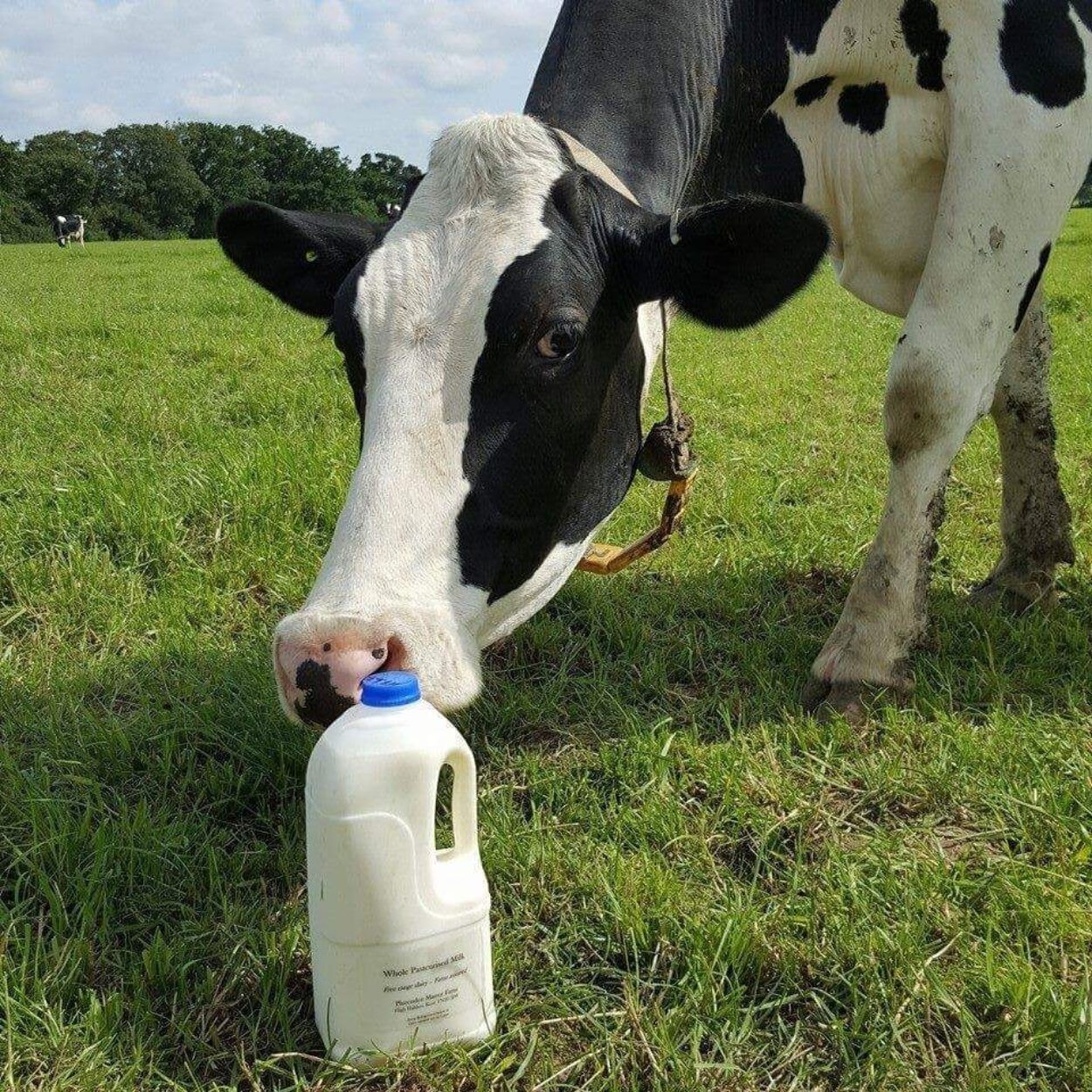 Plurenden Manor Dairy Farm - Produced in Kent