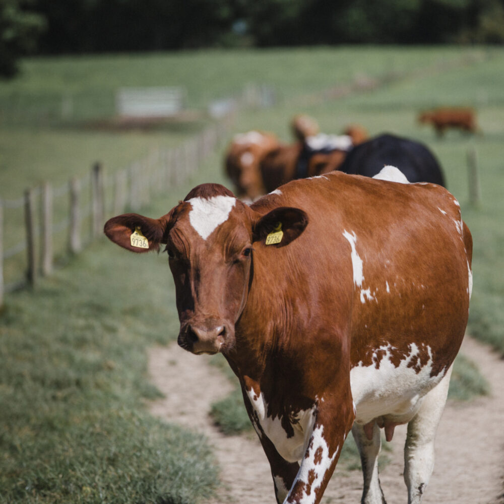 Kingcott Dairy - Produced in Kent