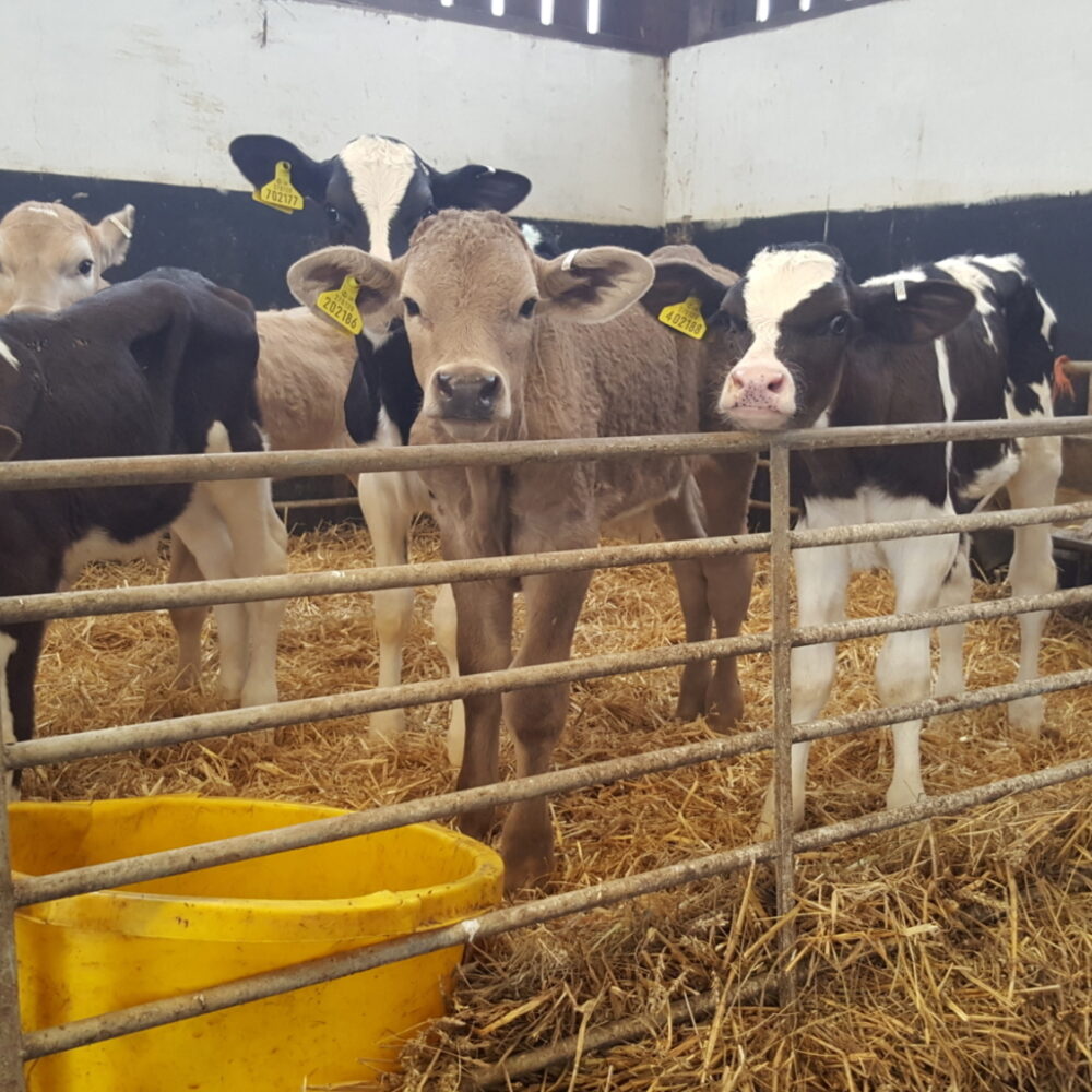 Plurenden Manor Dairy Farm - Produced in Kent