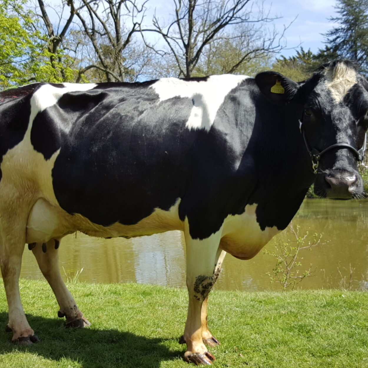 Plurenden Manor Dairy Farm - Produced in Kent
