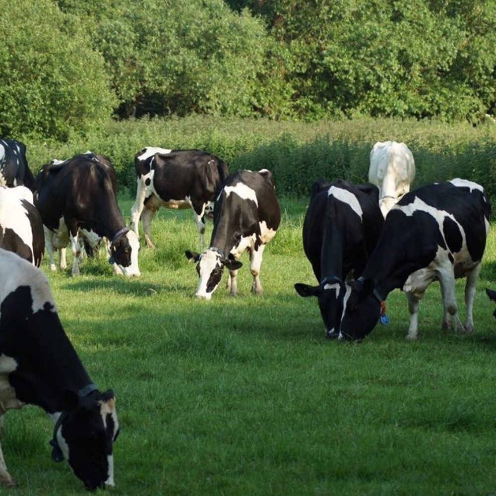 W.G. & T.A. Manford, Hinxden Farm Dairy - Produced in Kent