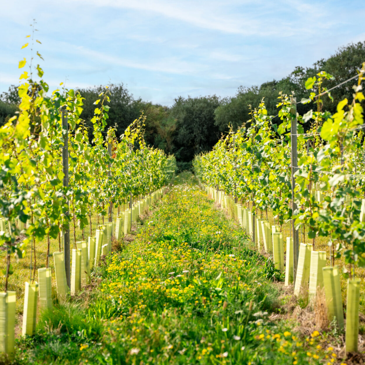 Wildshark Vineyard - Produced in Kent